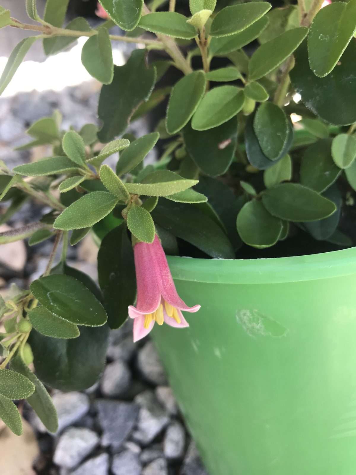 Correa Dusky Bells - Native Fuchsia