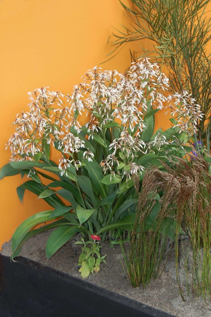 Arthropodium Cirrhatum - Te Puna