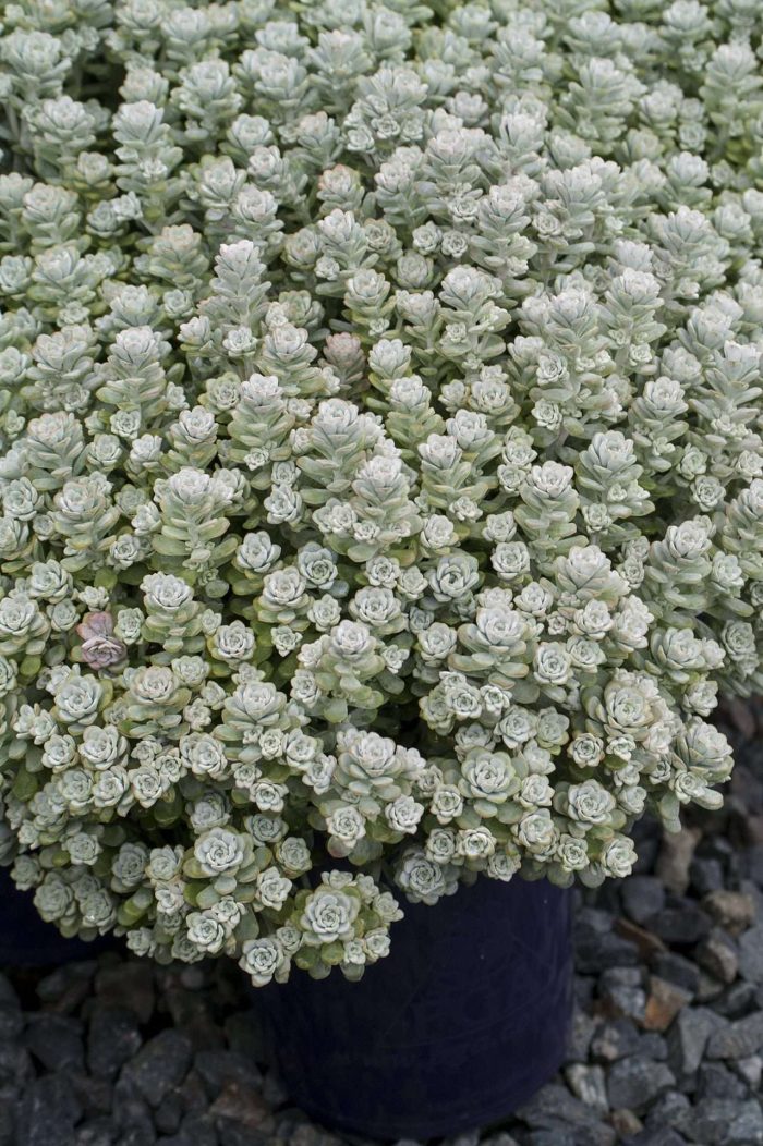 Sedum - Silver Blob