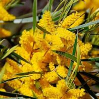 Trees - The Plant Cellar