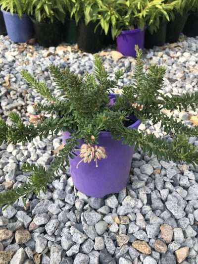 Best Sellers - The Plant Cellar