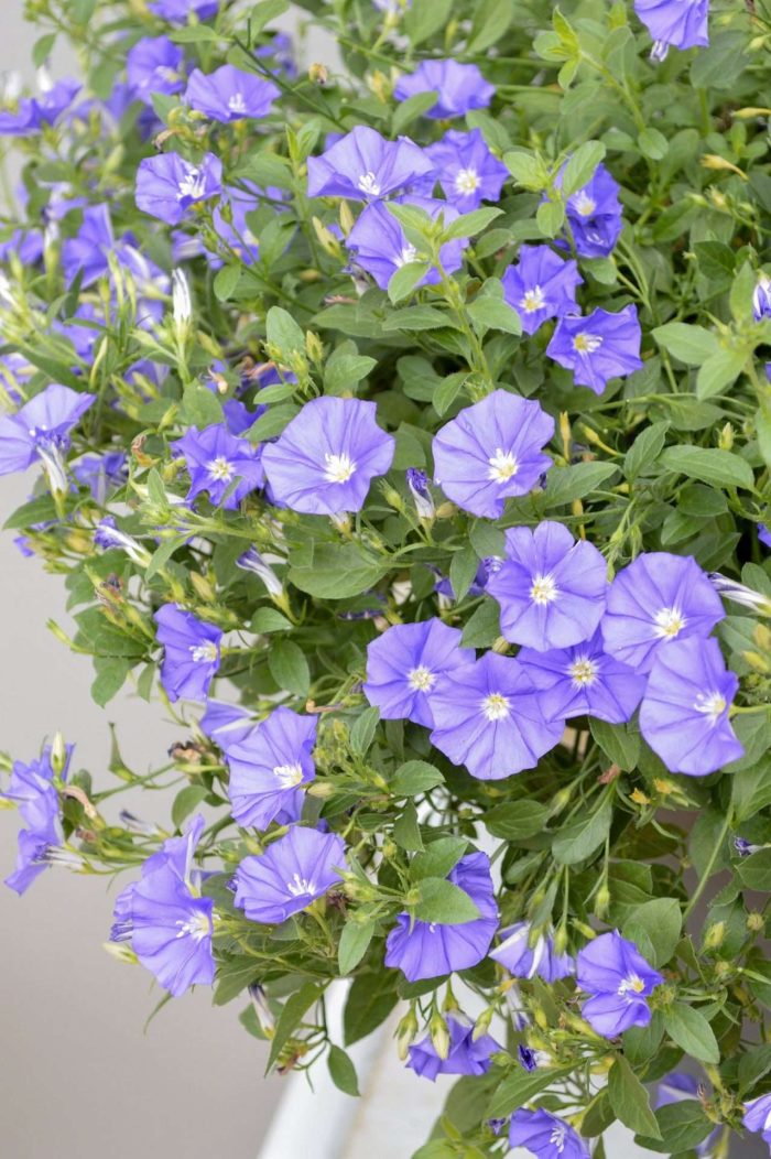 Convolvulus - New Blue Moon