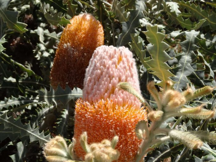 Banksia prionotes Dwarf 'Dwarf Acorn Banksia' - The Plant Cellar