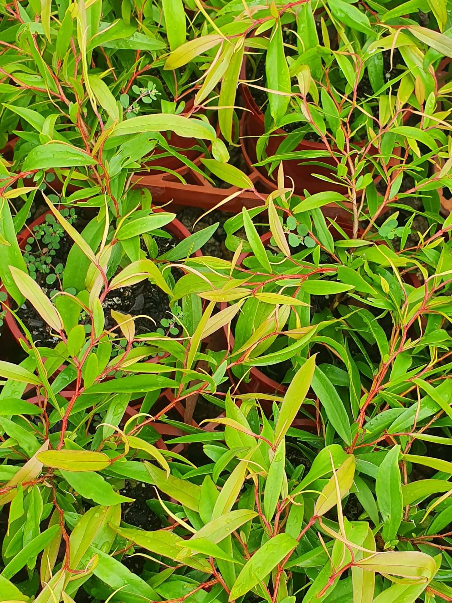 Agonis flexuosa 'Nana' - The Plant Cellar