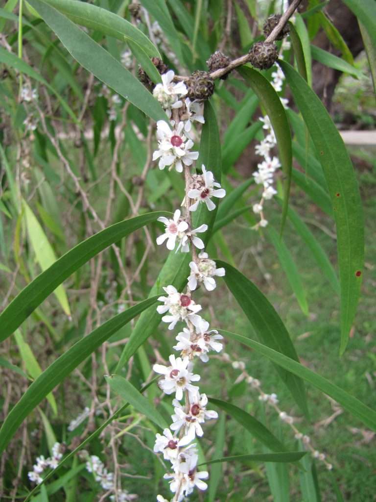 Agonis flexuosa 'Willow Peppermint' - The Plant Cellar