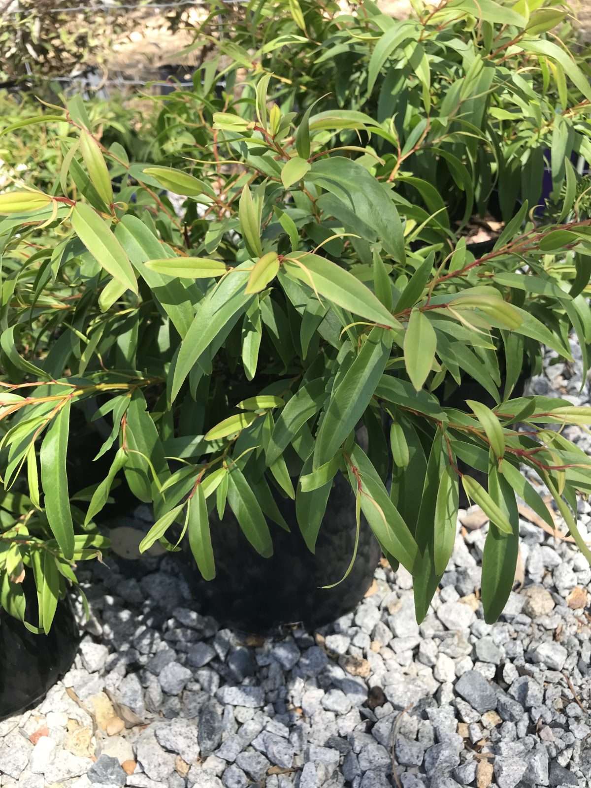 Agonis flexuosa 'Nana' - The Plant Cellar