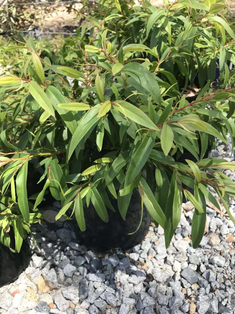 Agonis flexuosa 'Nana' - The Plant Cellar