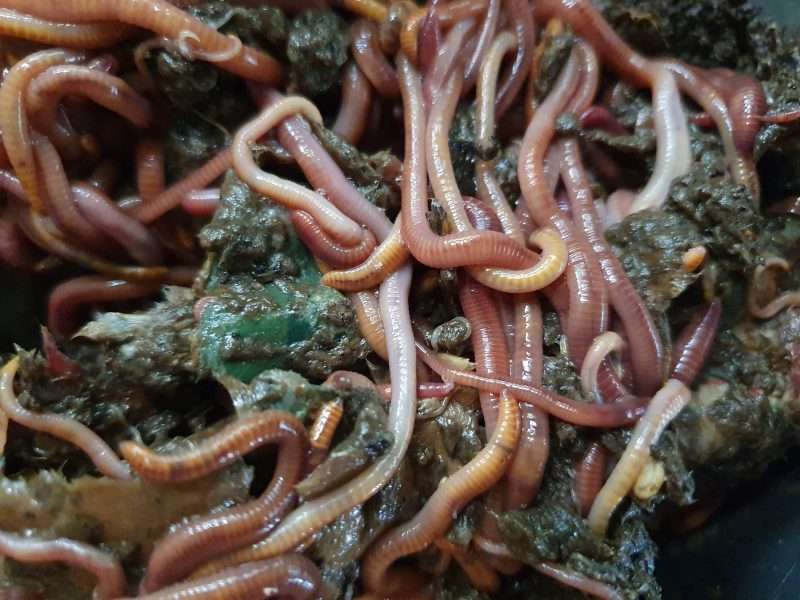 Worm Composting - The Plant Cellar