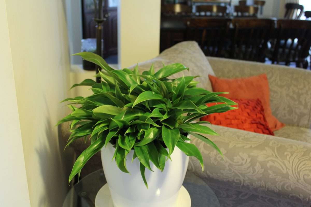 Little Phil™ Philodendron species ‘PHIL01’ - The Plant Cellar