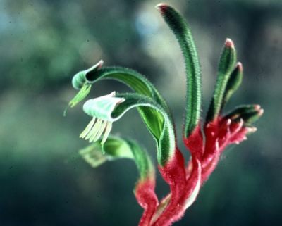 Tube Stock - The Plant Cellar