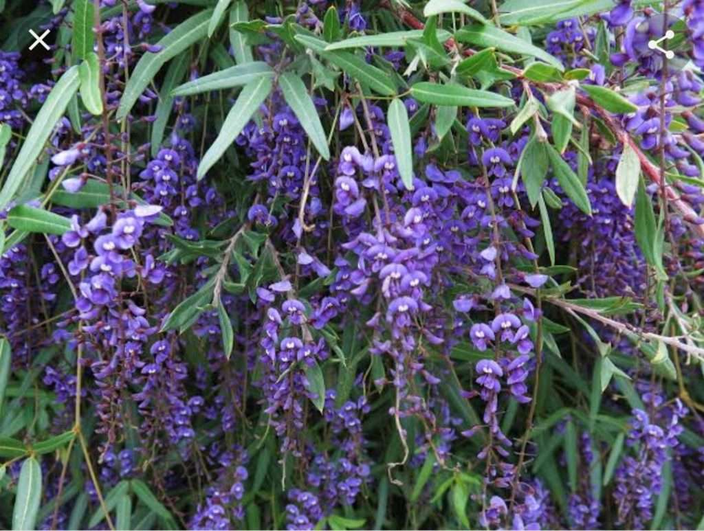 Hardenbergia comptoniana 'Native Wisteria'