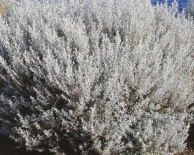 Olearia axillaris 'Coastal daisy bush' - The Plant Cellar