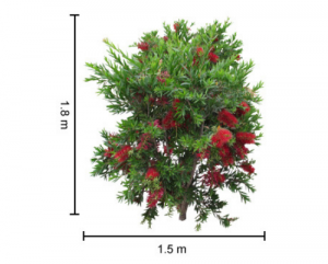 Macarthur™ Callistemon viminalis ‘LC01’