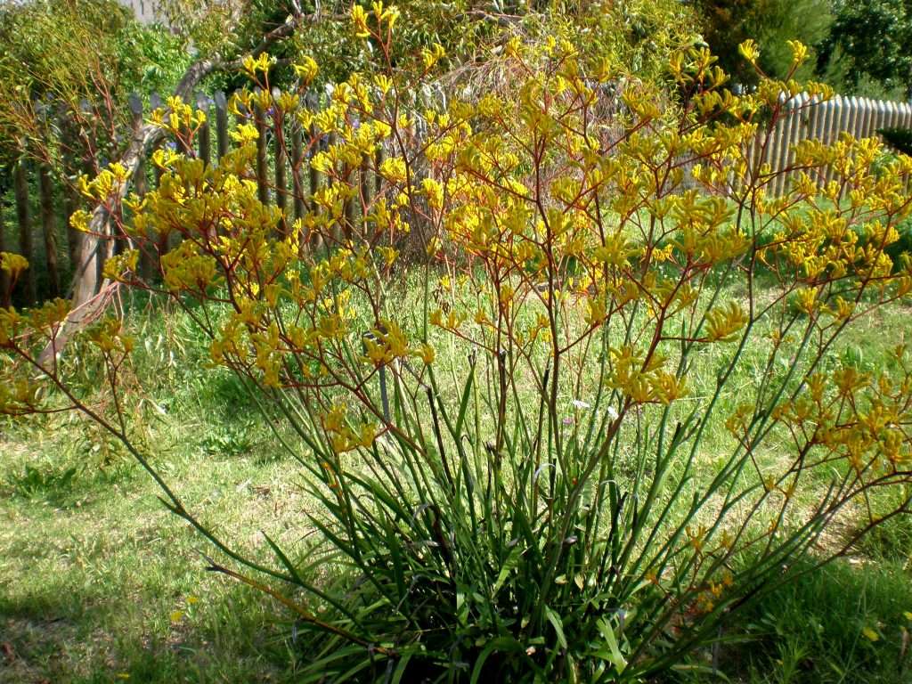 Yellow kangaroo paw