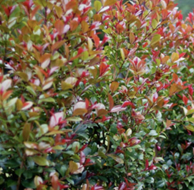 Syzygium australe 'Bush Cherry' Lilly Pilly - The Plant Cellar