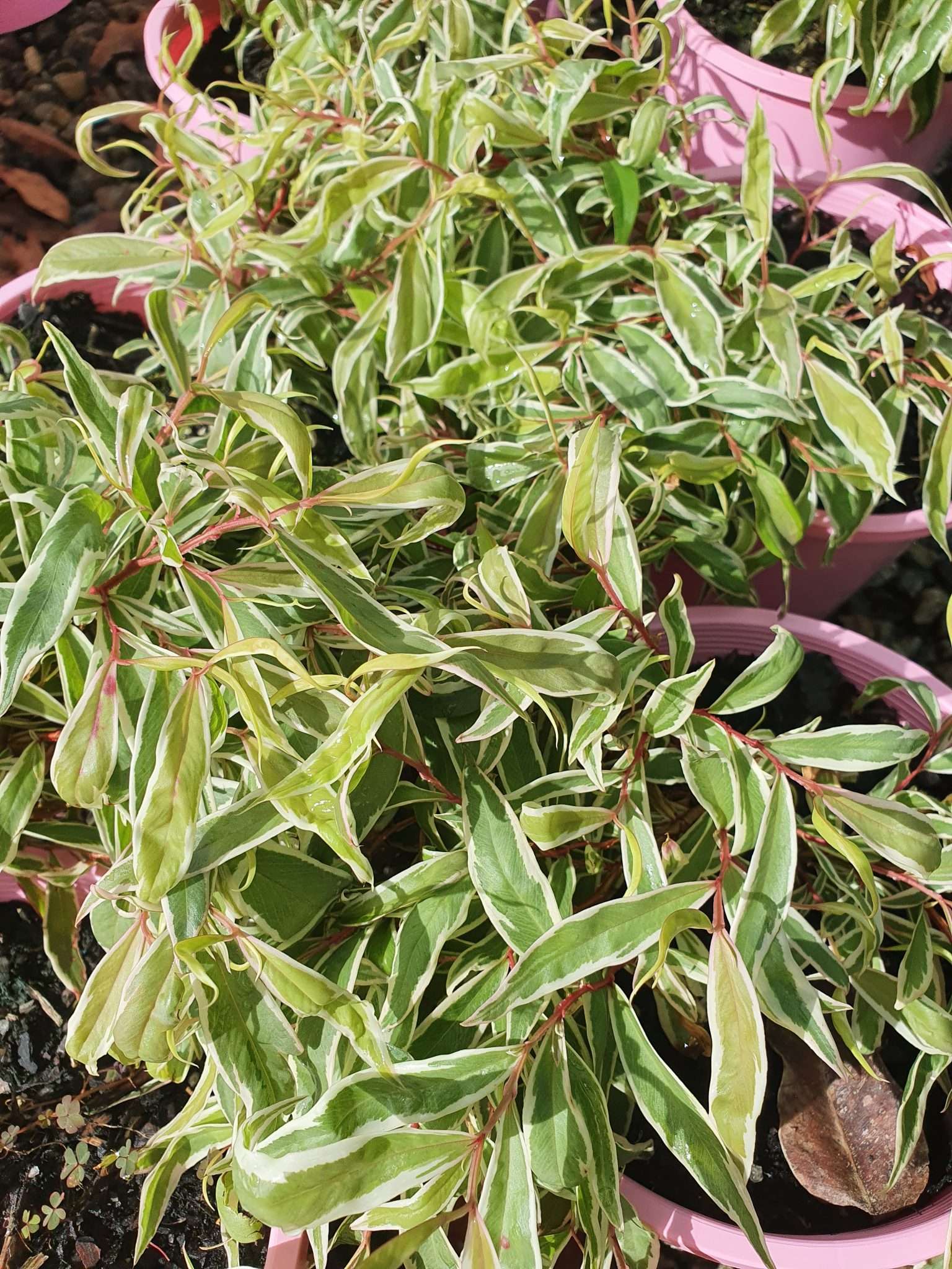 Agonis flexuosa 'Southern Wonder' - The Plant Cellar