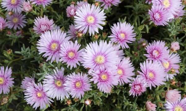 Lampranthus 'Mauve Explosion' - The Plant Cellar