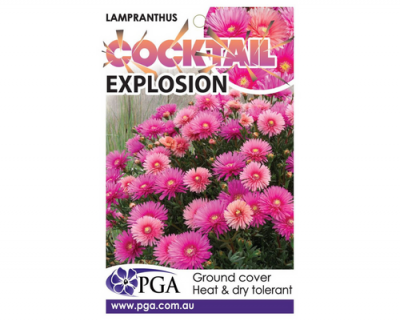 Lampranthus 'Cocktail Explosion' - The Plant Cellar