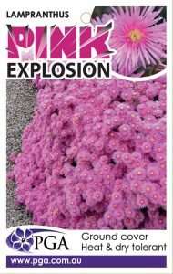 Lampranthus 'Pink Explosion' - The Plant Cellar