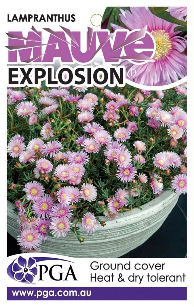 Lampranthus 'Mauve Explosion' - The Plant Cellar