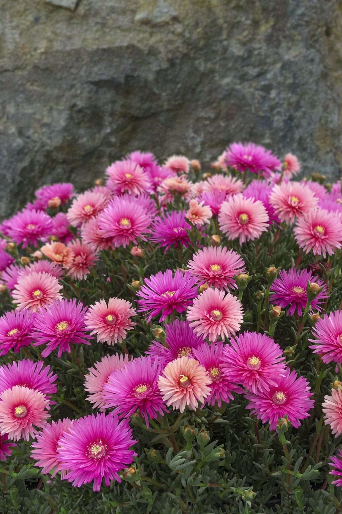 Lampranthus 'Cocktail Explosion' - The Plant Cellar