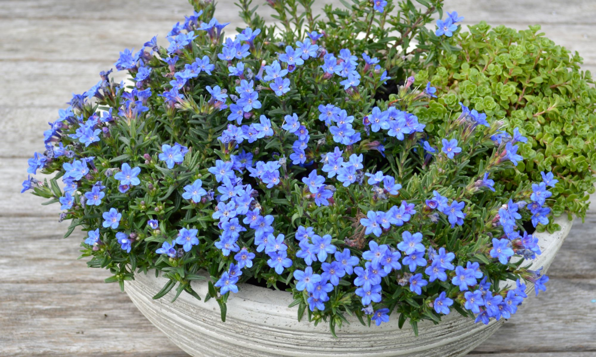 Lithodora 'Heavenly Blue' - The Plant Cellar