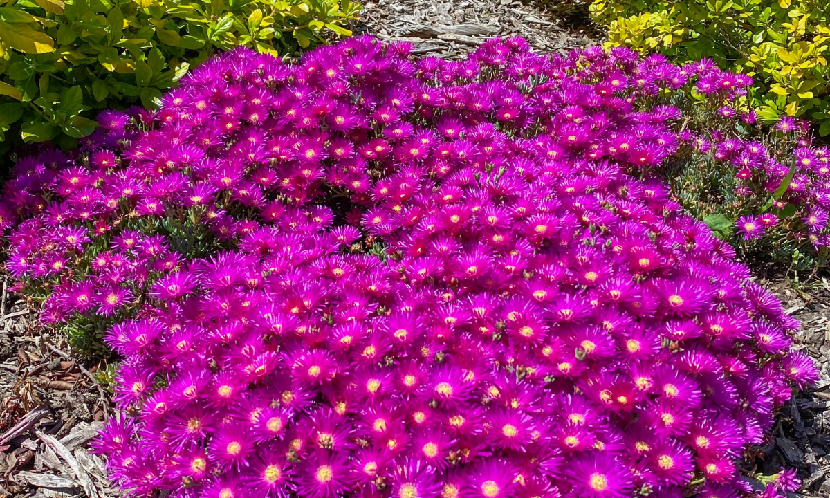 Lampranthus 'Purple Explosion' - The Plant Cellar