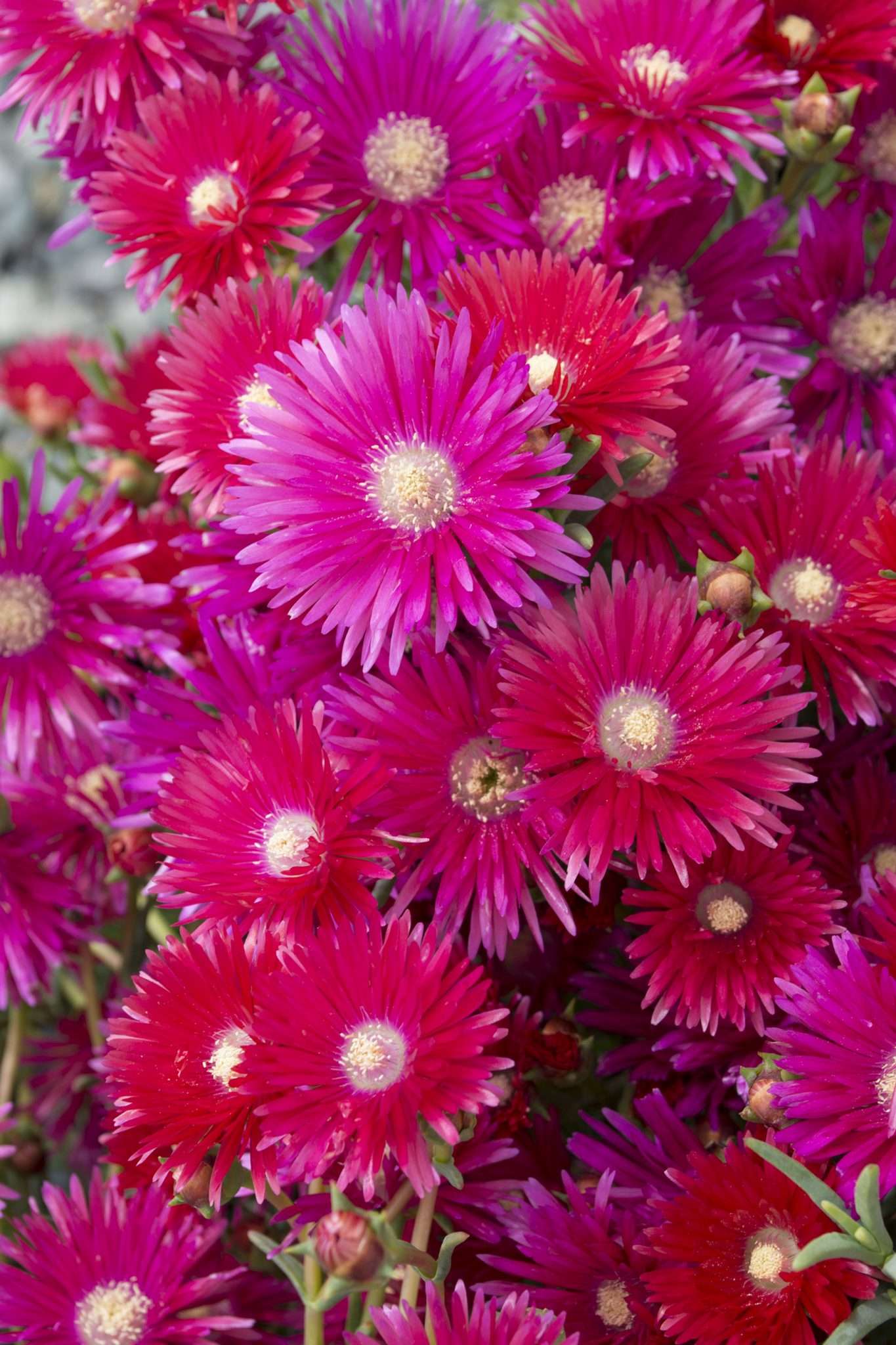 Lampranthus 'Raspberry Explosion' - The Plant Cellar
