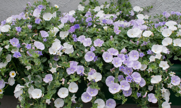 Convolvulus 'Two Moons' - The Plant Cellar