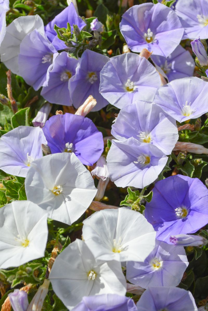 Convolvulus 'Two Moons' - The Plant Cellar