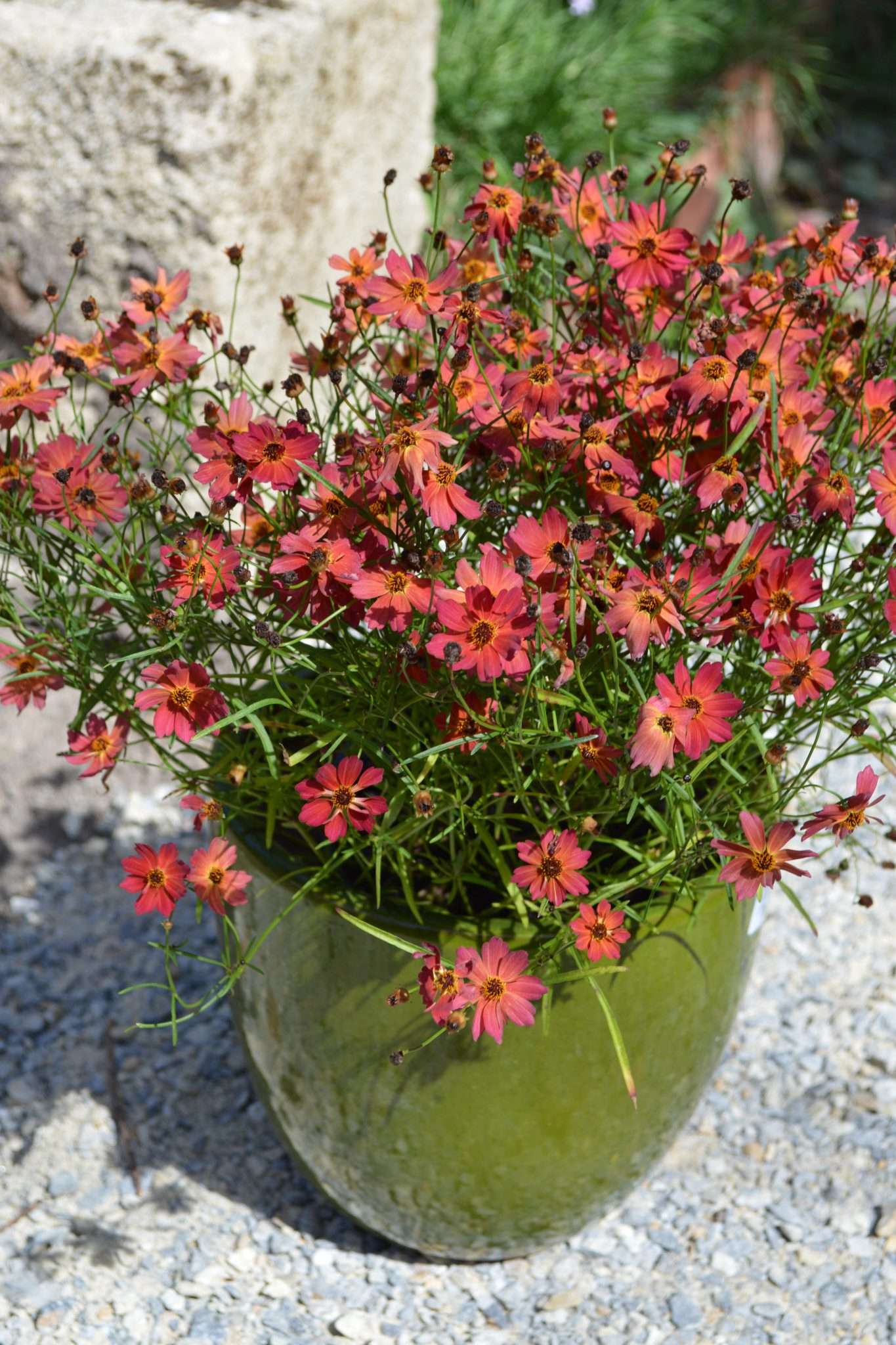Coreopsis 'Rum Punch' - The Plant Cellar
