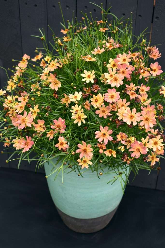 Coreopsis 'Rum Punch' - The Plant Cellar