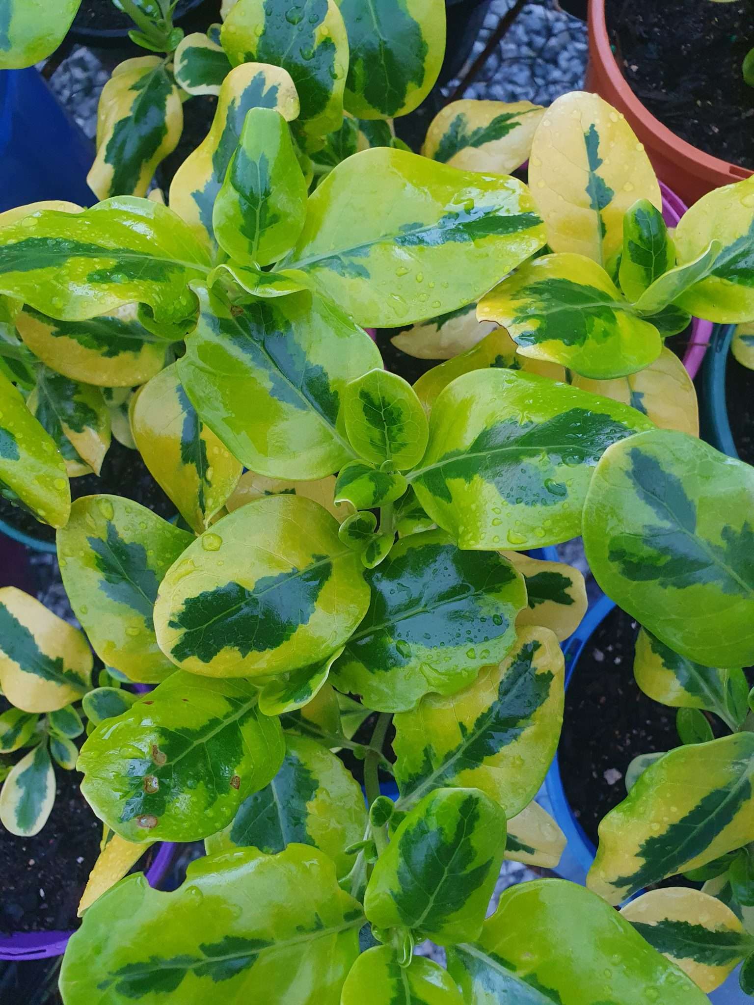 Coprosma 'Gold Fever' - The Plant Cellar