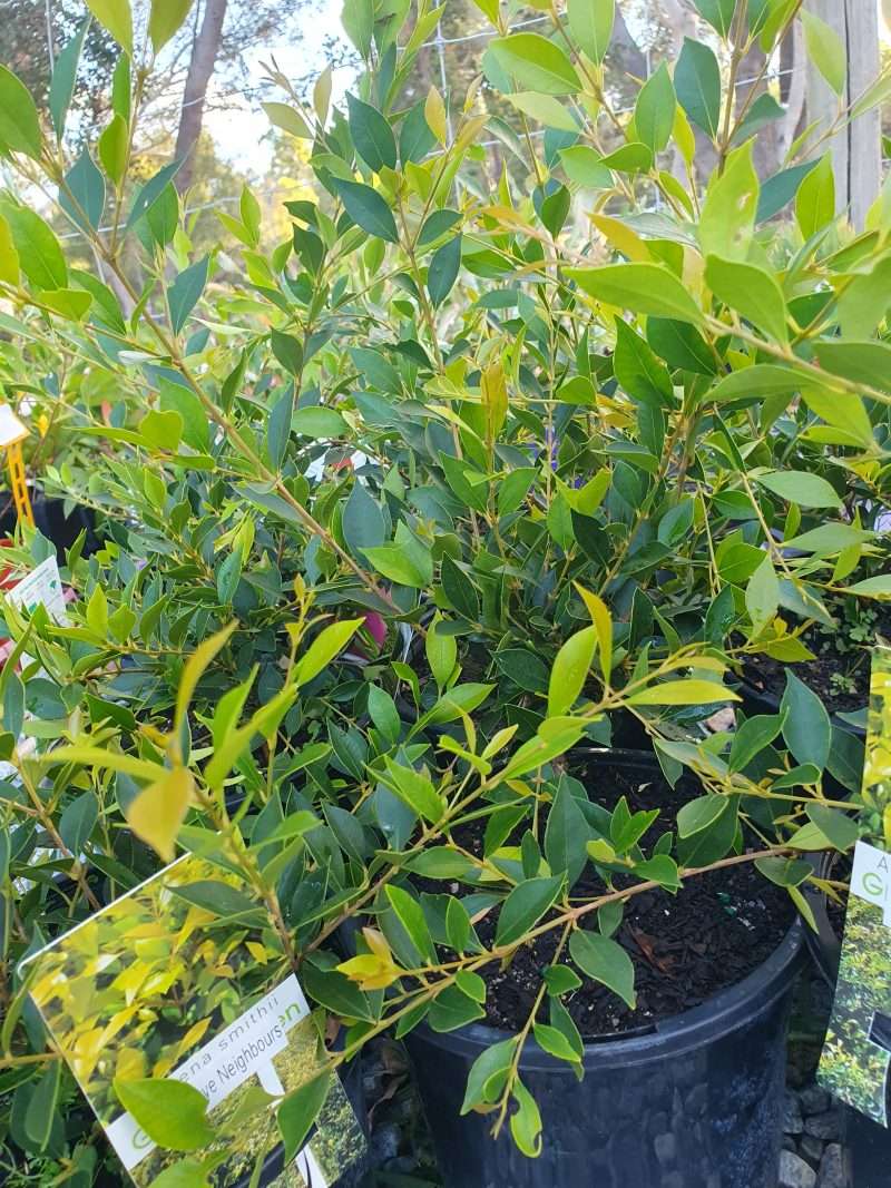 Acmena Goodbye Neighbours 'Lilly Pilly' - The Plant Cellar