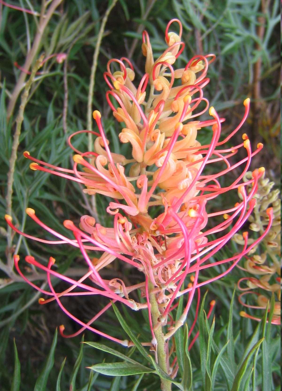 Shrubs - Medium - The Plant Cellar