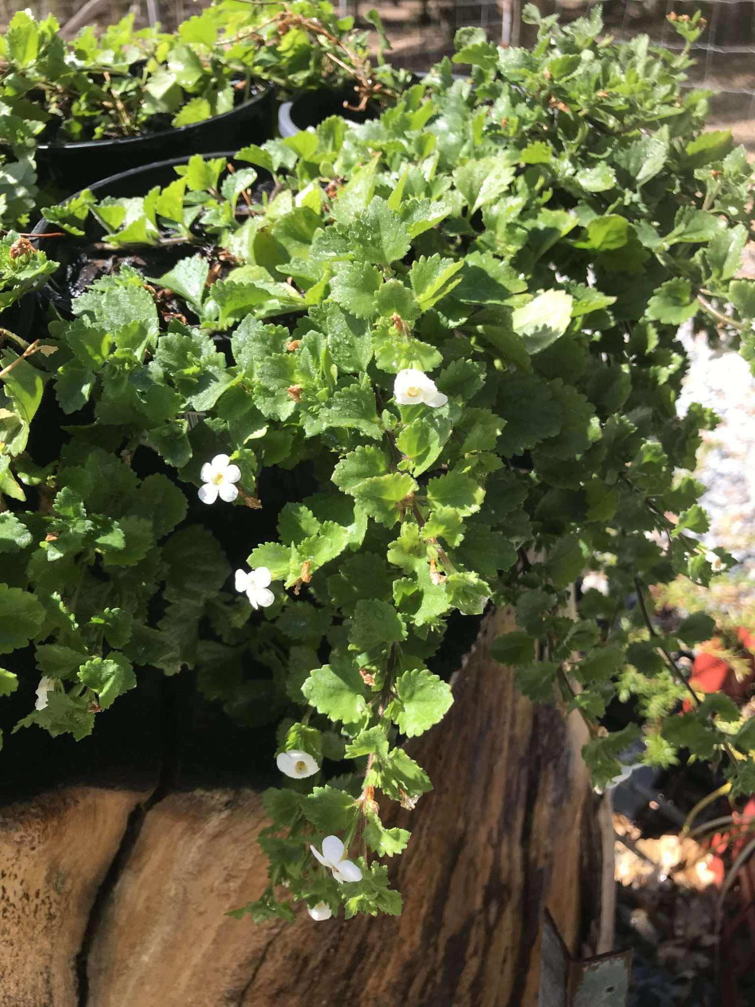 Bacopa White - The Plant Cellar