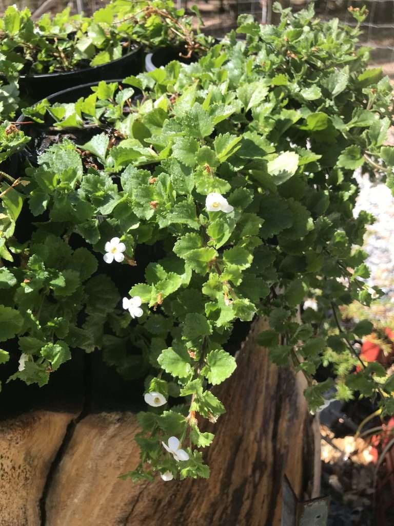 Bacopa White - The Plant Cellar