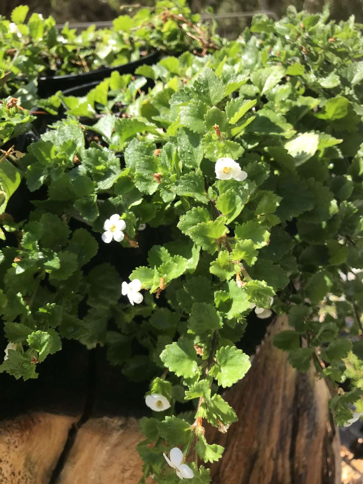Bacopa White - The Plant Cellar