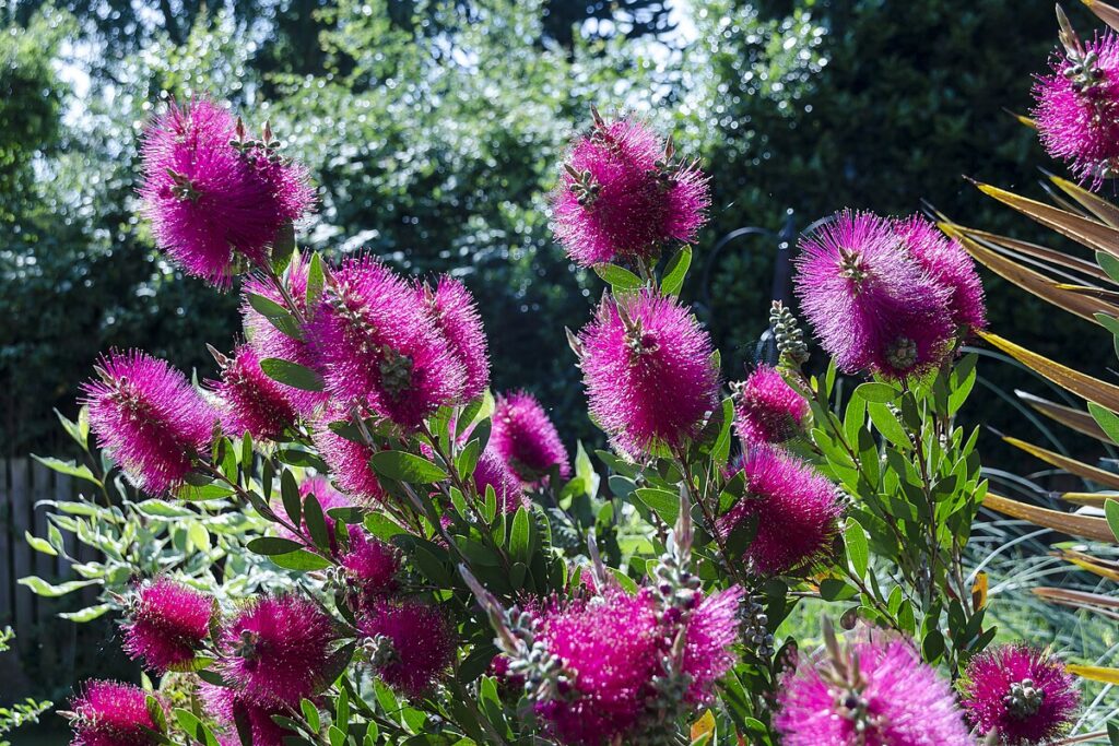 Callistemon ‘Purple Splendour’ Bottlebrush - The Plant Cellar