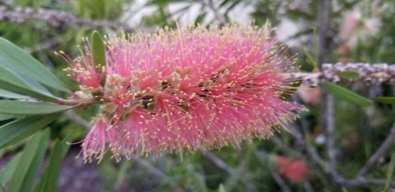 Callistemon 'Pink Champagne' Bottlebrush - The Plant Cellar