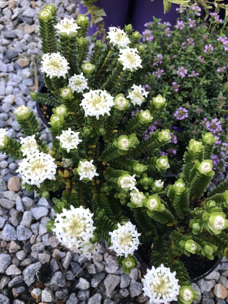 Pimelea 'White Solitaire' Rice Flower - The Plant Cellar