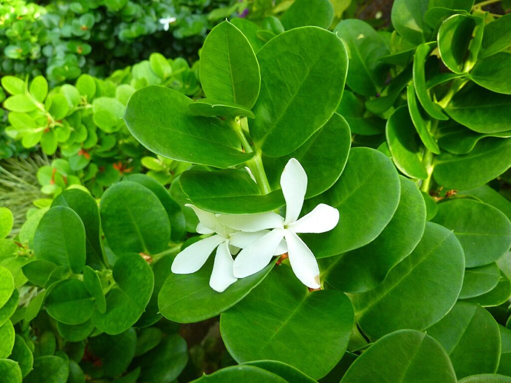 Carissa 'Desert Star' Natal Plum - The Plant Cellar