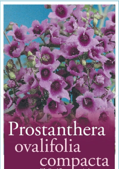 Prostanthera ovalifolia 'Compacta' Mint Bush - The Plant Cellar